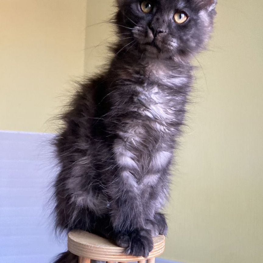 Мейн-кун черный дым