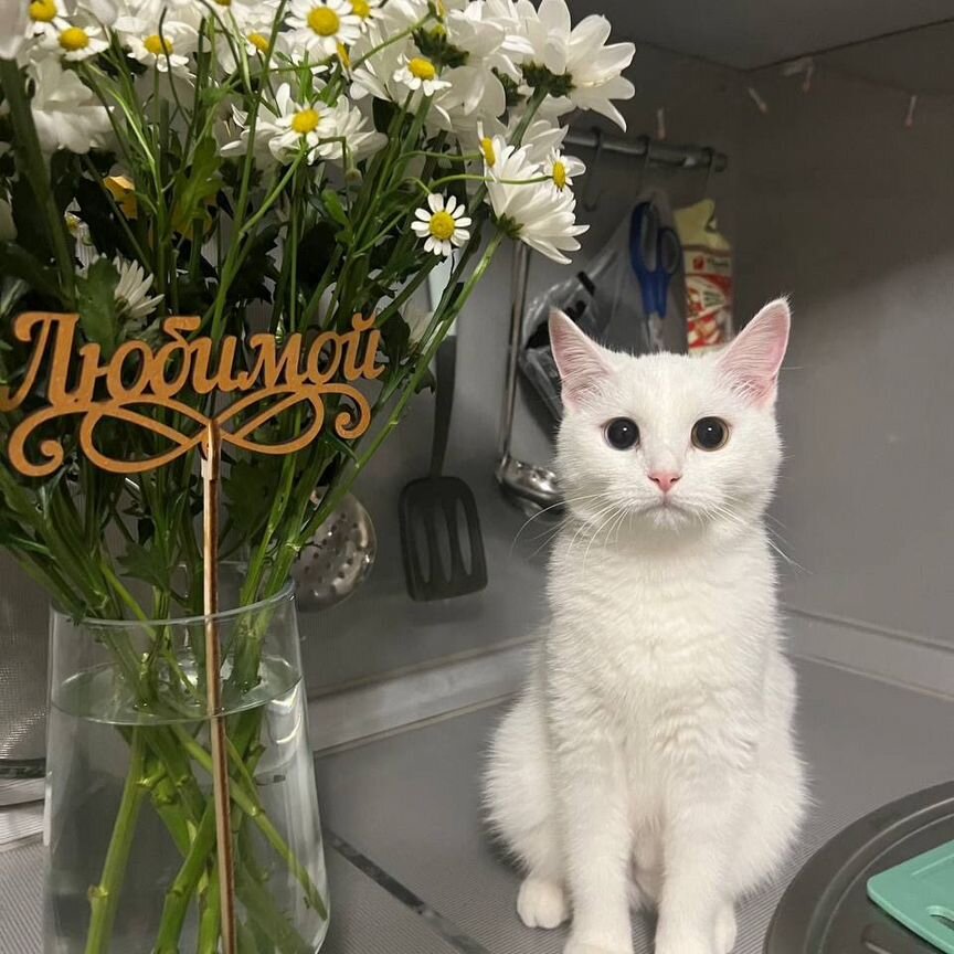 Кошечка Коксик