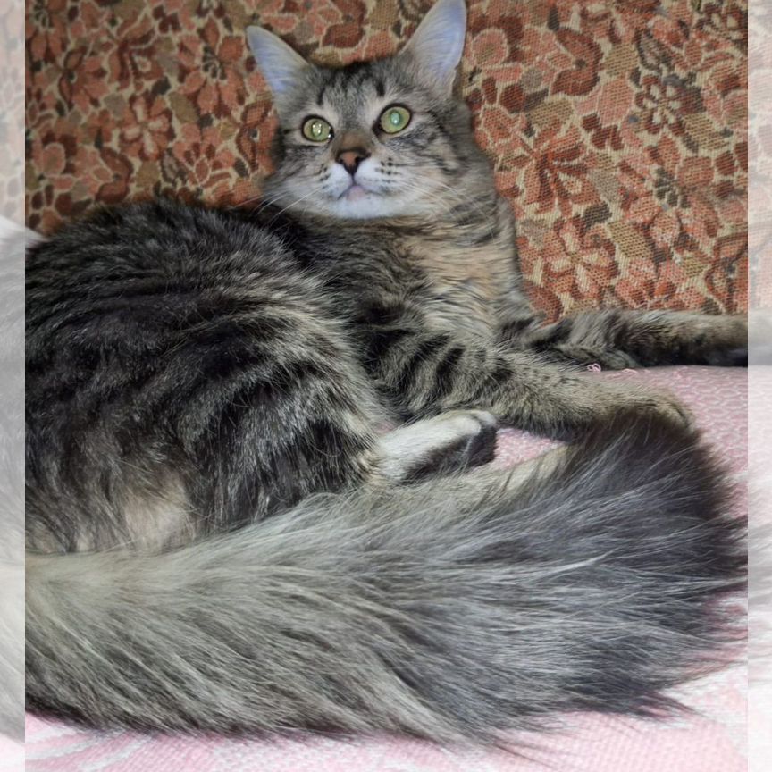 Котик в добрые руки
