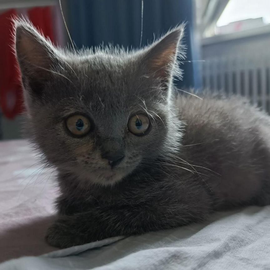 Кошка в дар