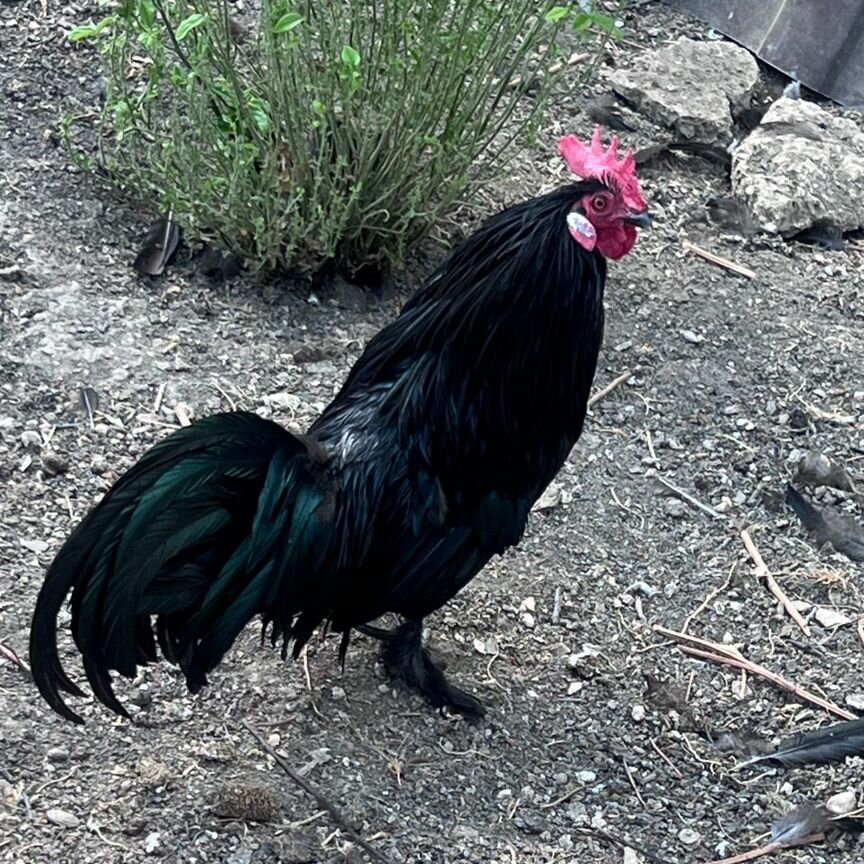 Куры и петухи