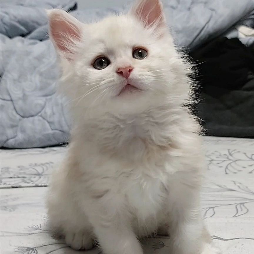 Котик Мейн-кун Ням-Ням