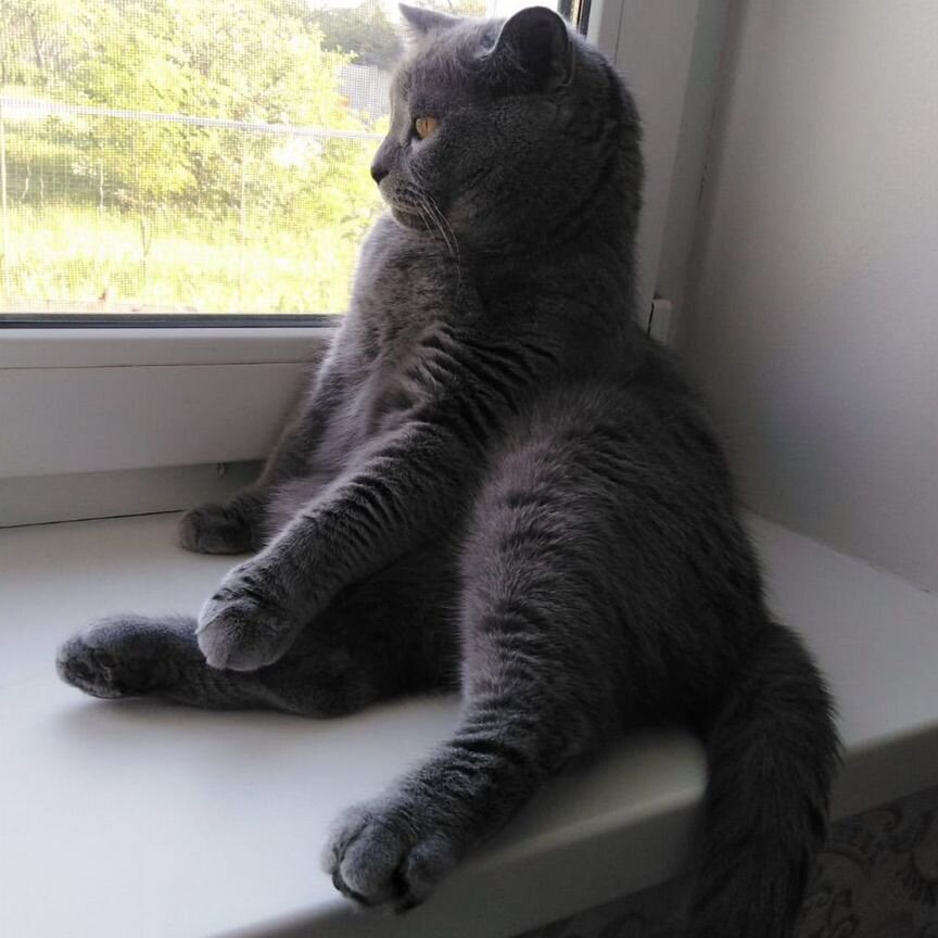 Кот британец чистокровный
