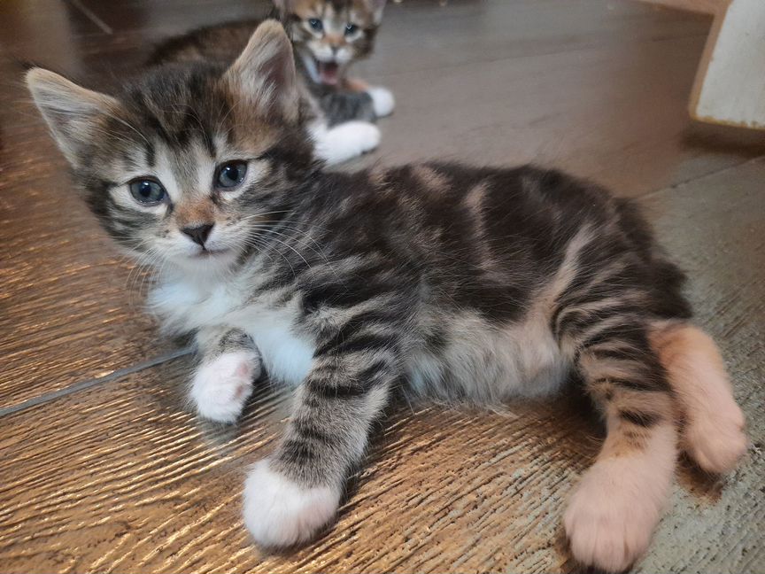 Котёнок породы Бобтейл
