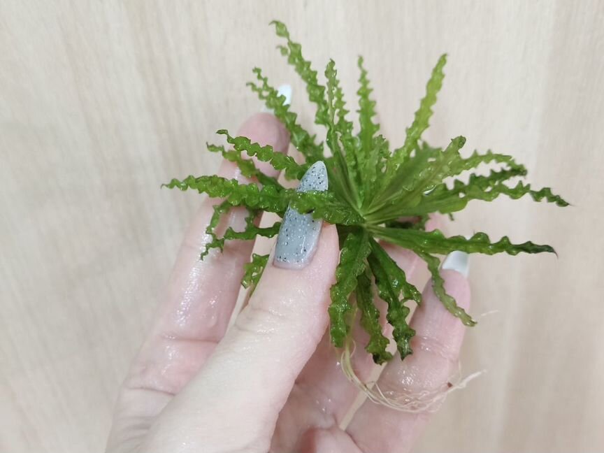 Погостемон хелфера