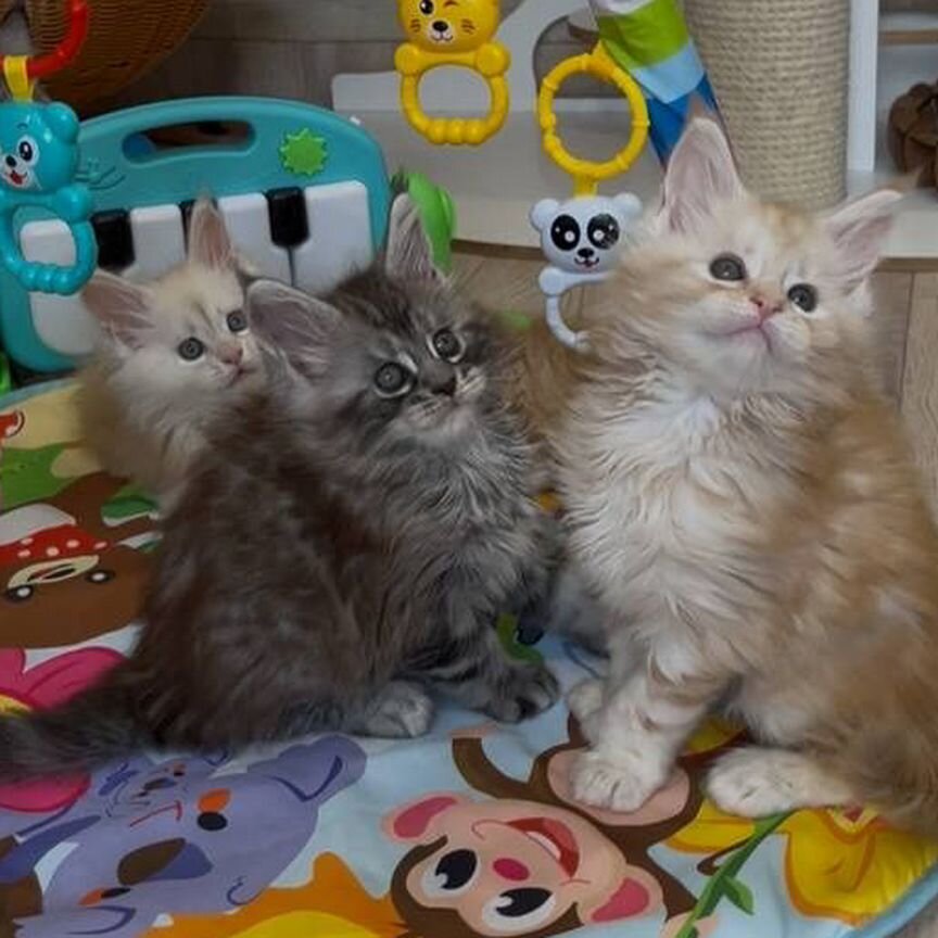Мейн-кун котёнок