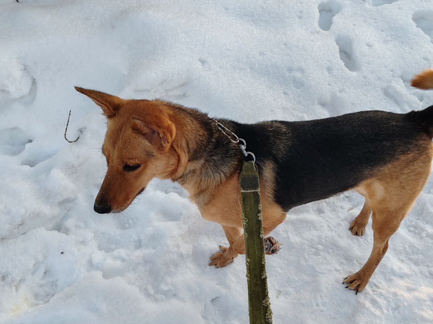 Собака в добрые руки отдам бесплатно