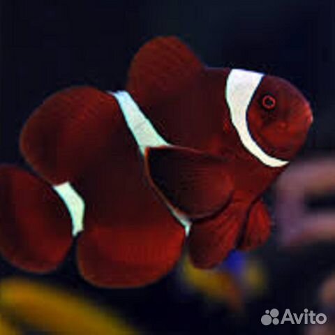 Дори, немо, рыба