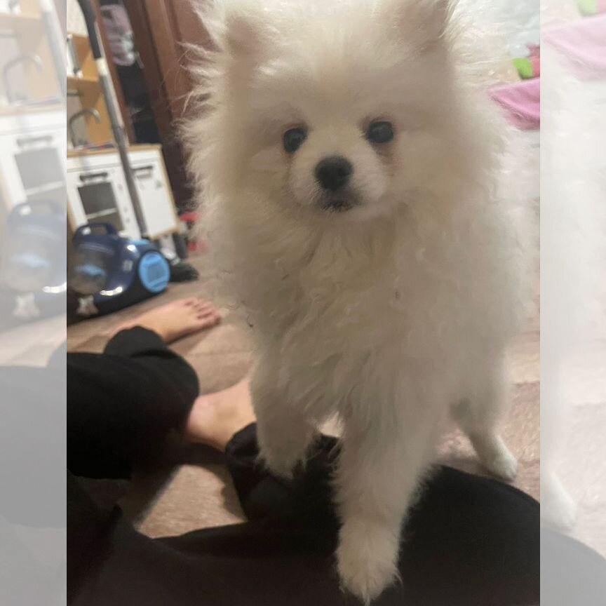 Померанский шпиц, щенок