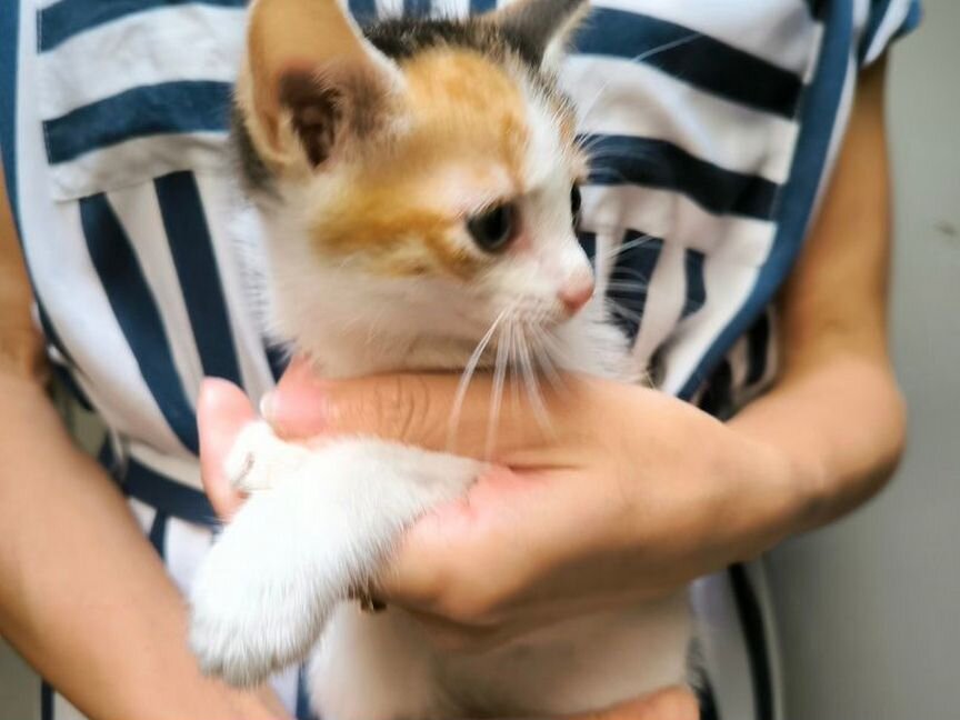 Видео Беленькие трехцветочки малюськи