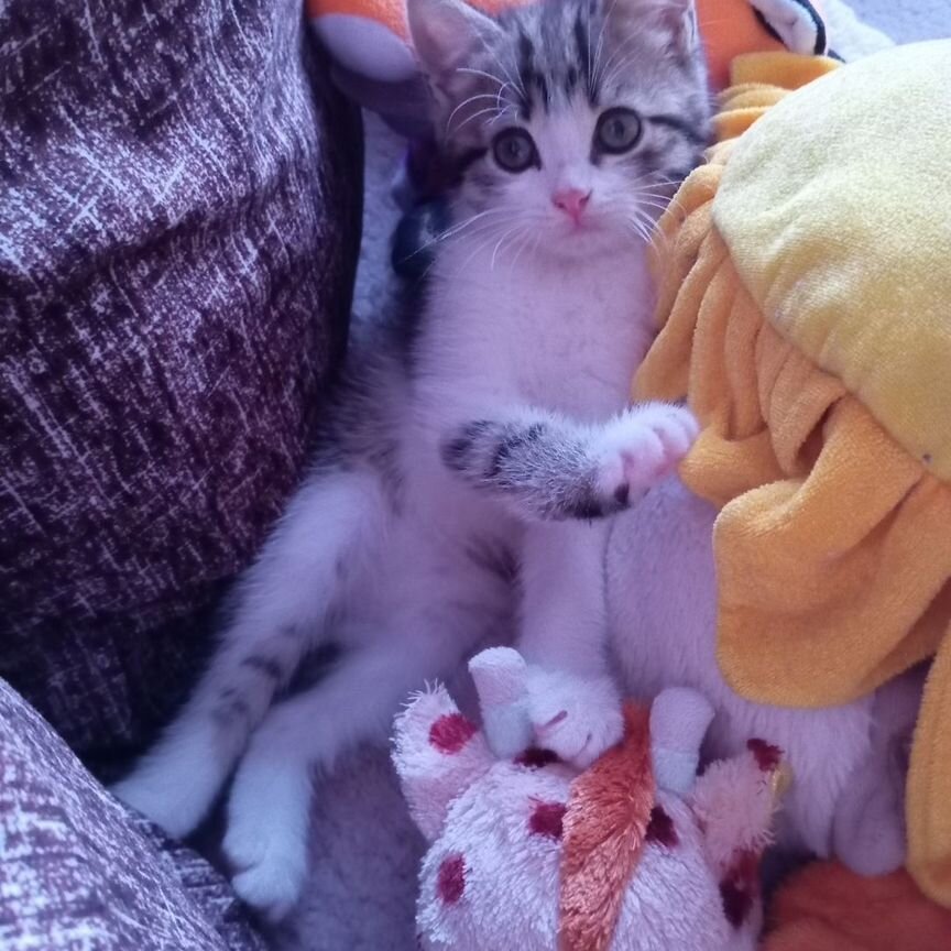 Британский кот