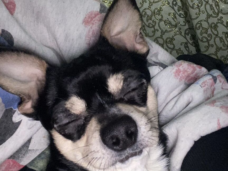 Вязка чихуахуа кобель