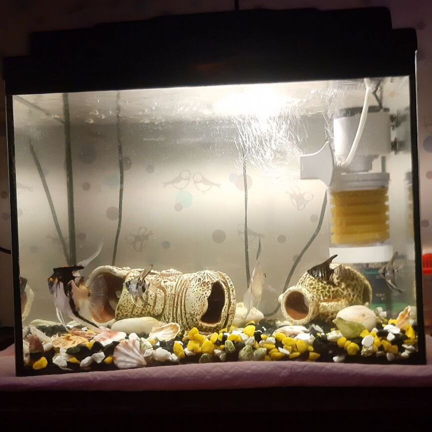 Продаю аквариумных рыбок Скалярии