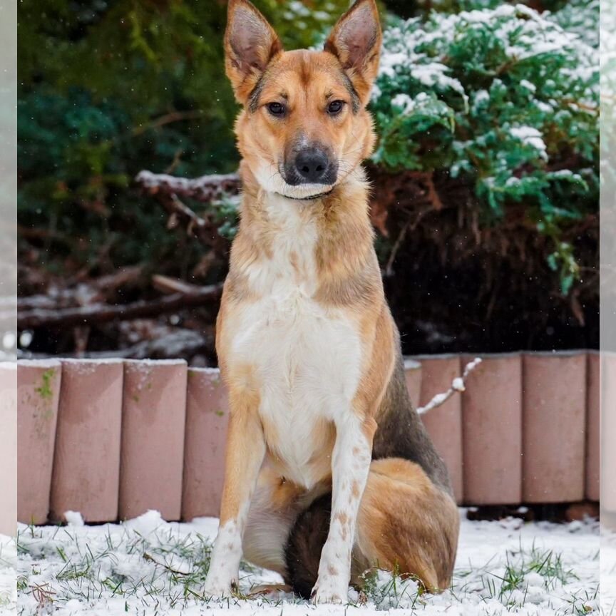 Взрослая собака в добрые руки