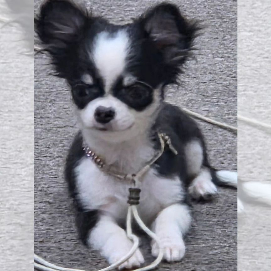 Чихуахуа, щенок