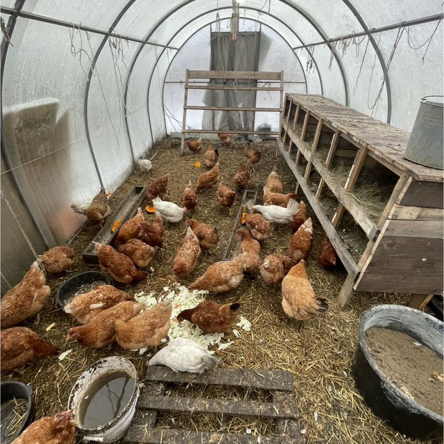 Куры молодки несушки