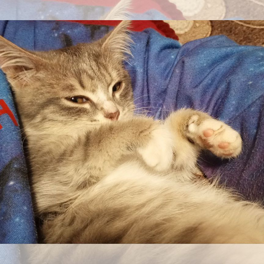 Отдам в добрые руки котёнка