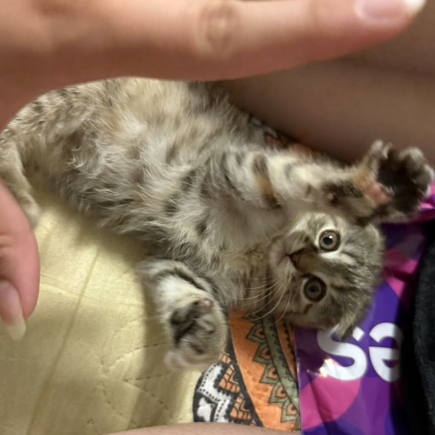 Шотландские вислоухие котята