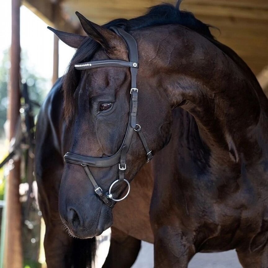 Уздечка анатомическая