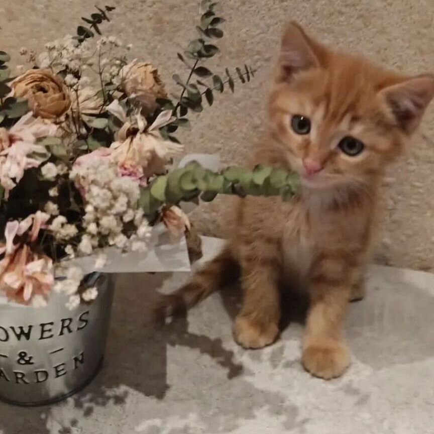 Котёнок в добрые руки