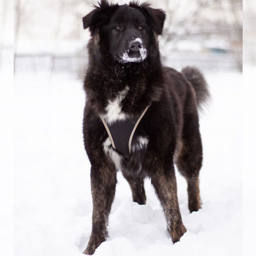 Добрая собака ищет дом