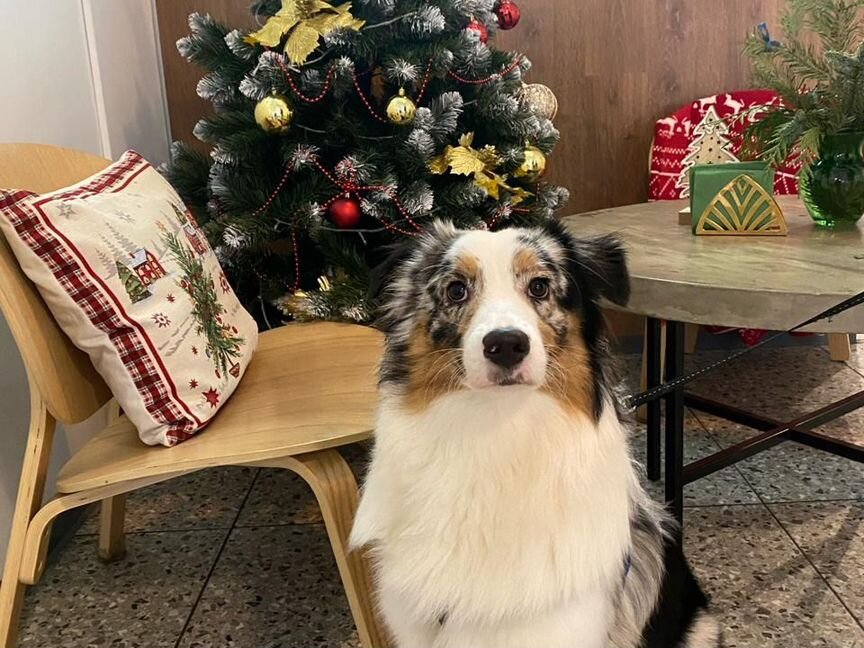 Австралийская овчарка голубой мрамор