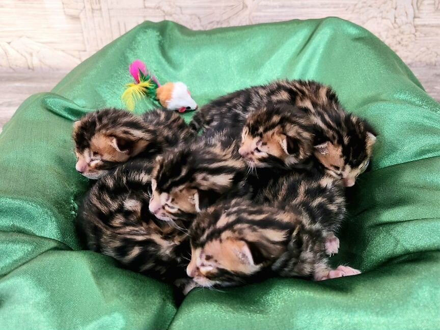 Целовательные бенгальские котята