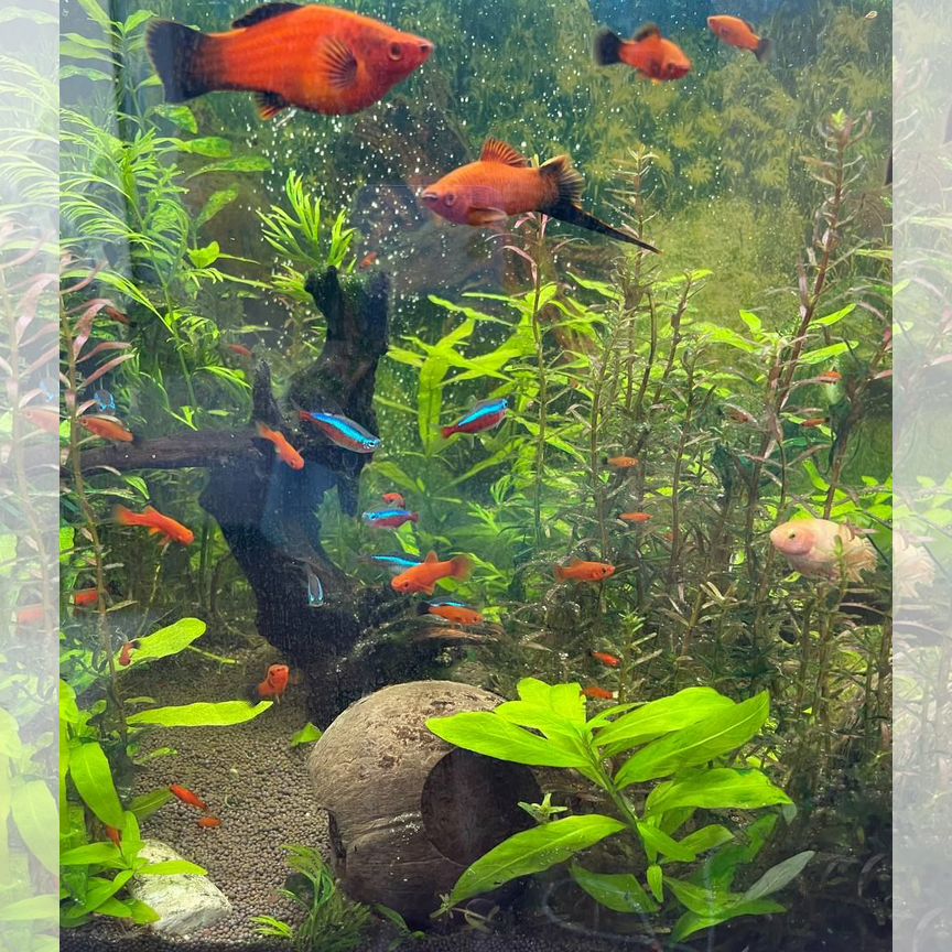 Продам аквариумных рыбок