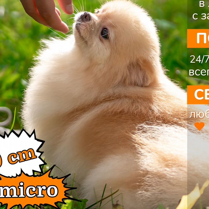 Померанский шпиц, щенок