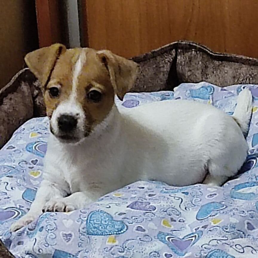 Джек-рассел-терьер, щенок