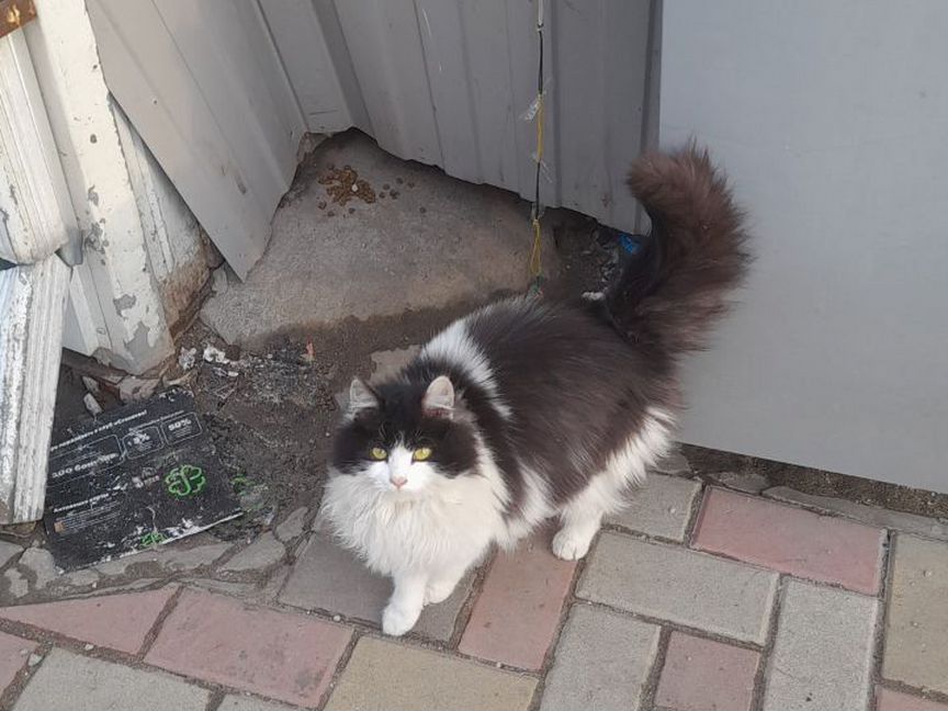 Кошка сиб породы живет под ларьком