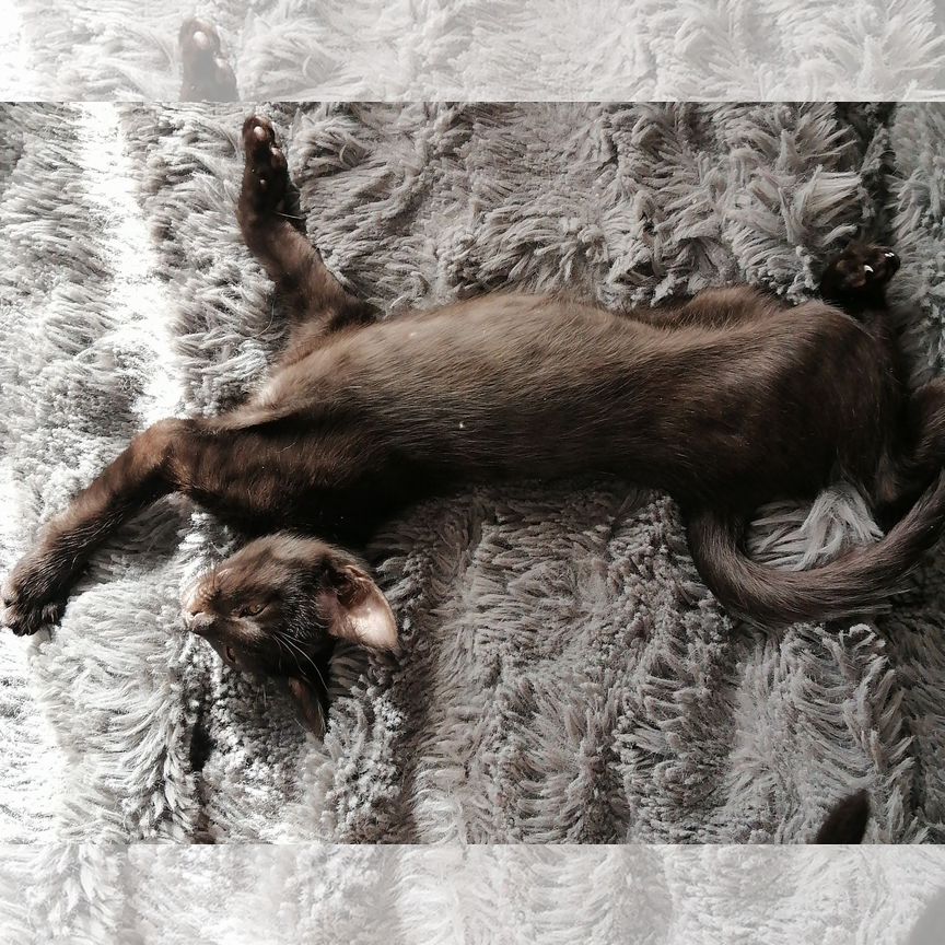 Котёнок от частного владельца