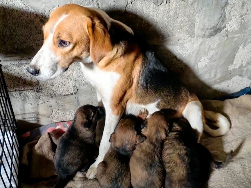 Эстонская гончая в добрые руки