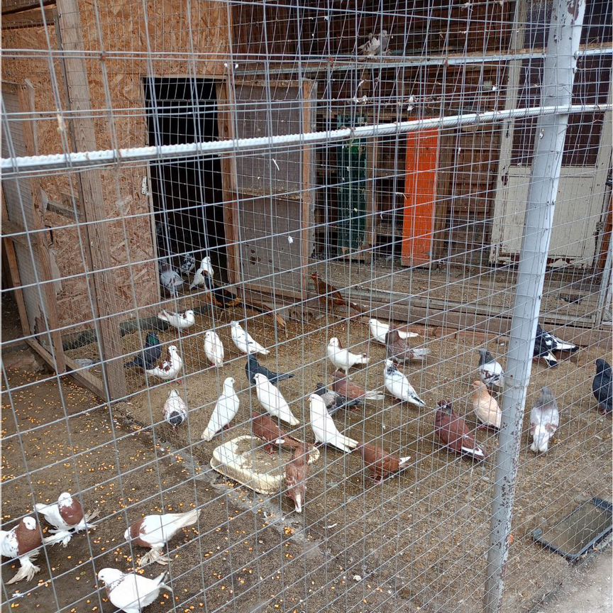 Голуби бакинцы