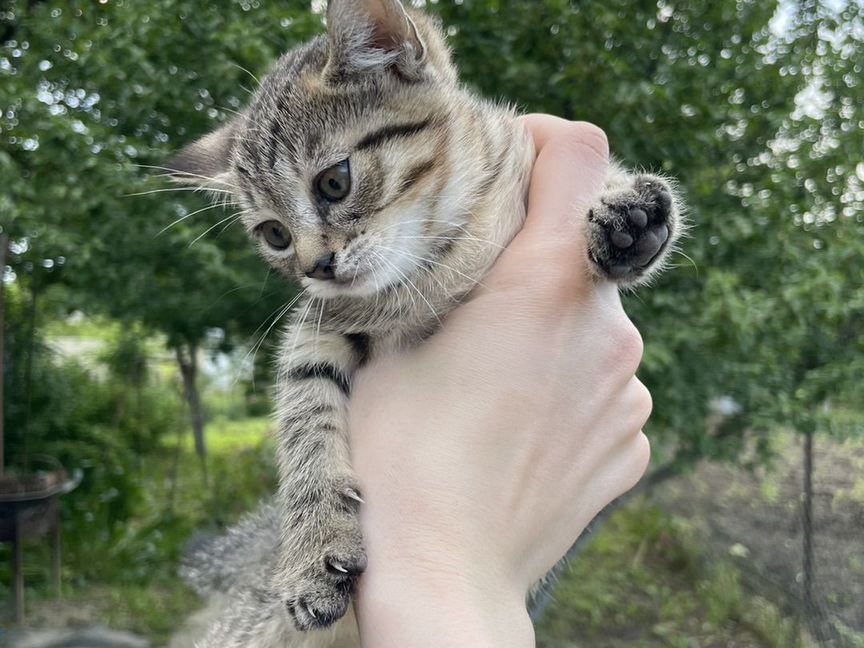 Котята в добрые руки бесплатно