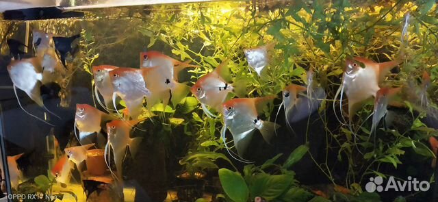 Аквариумные рыбки.Скалярии