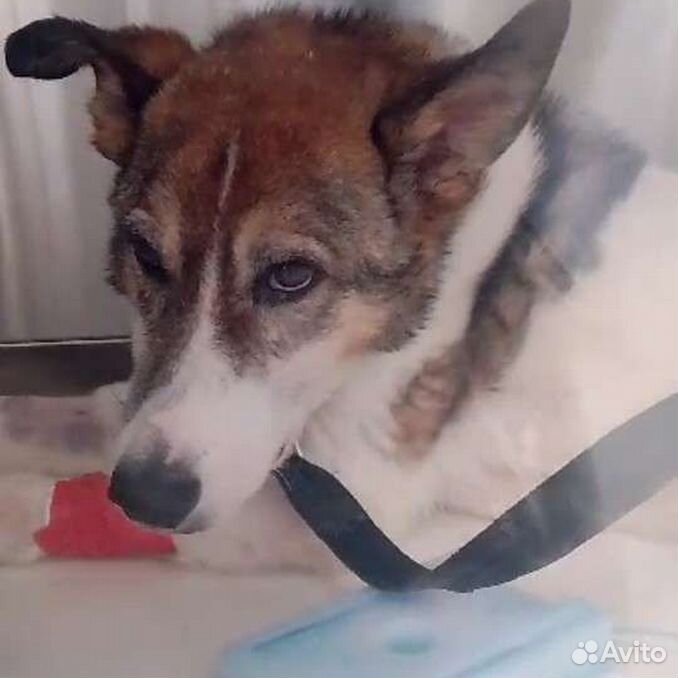 У Рафа из приюта пневмония