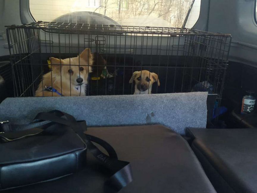 Клетка для собак аренда