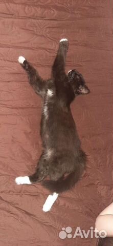 Котенок в дар бесплатно