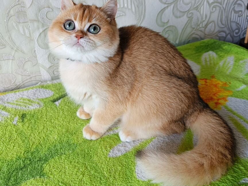 Золотая шиншилла девочка ny12