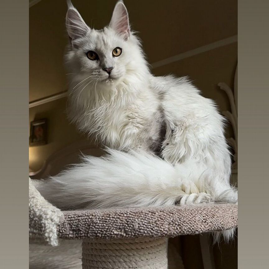 Мейн-кун котёнок