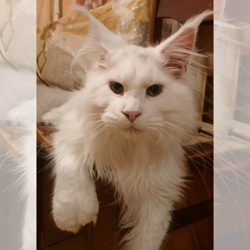 Мейн-кун котёнок