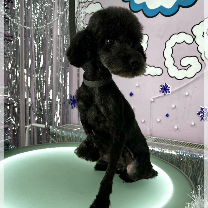 Карликовый пудель, взрослая собака