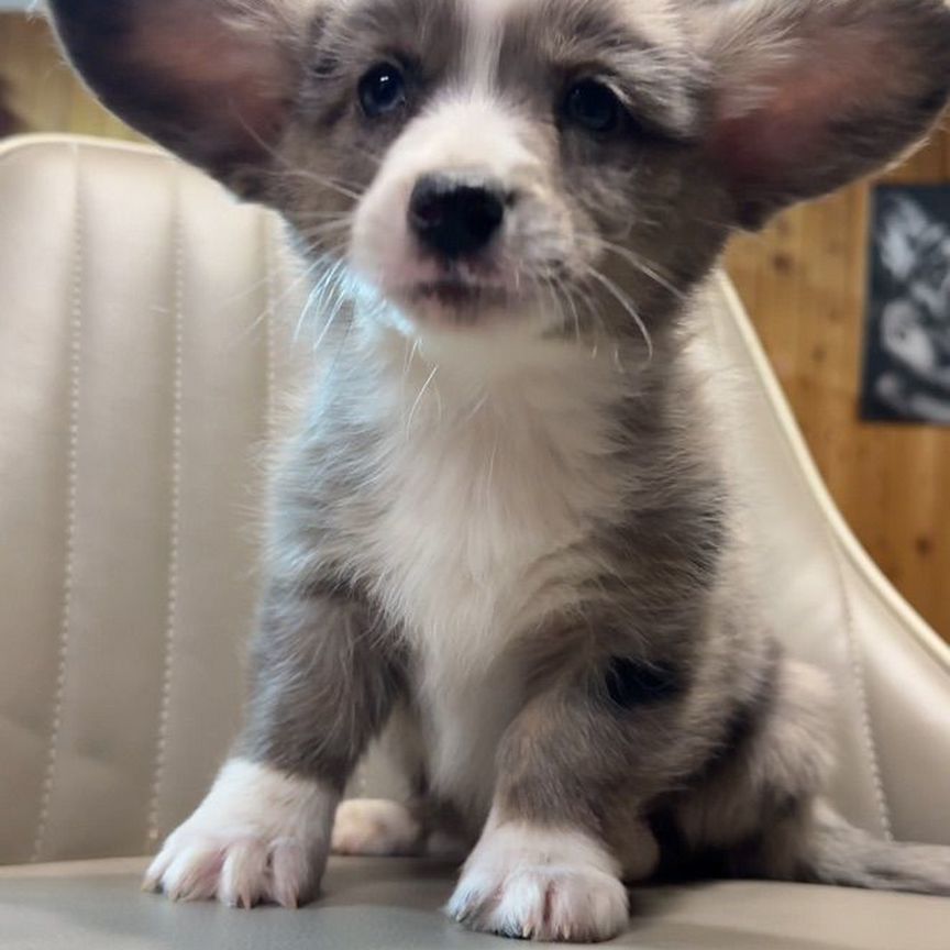 Вельш Корги Кардиган, щенок