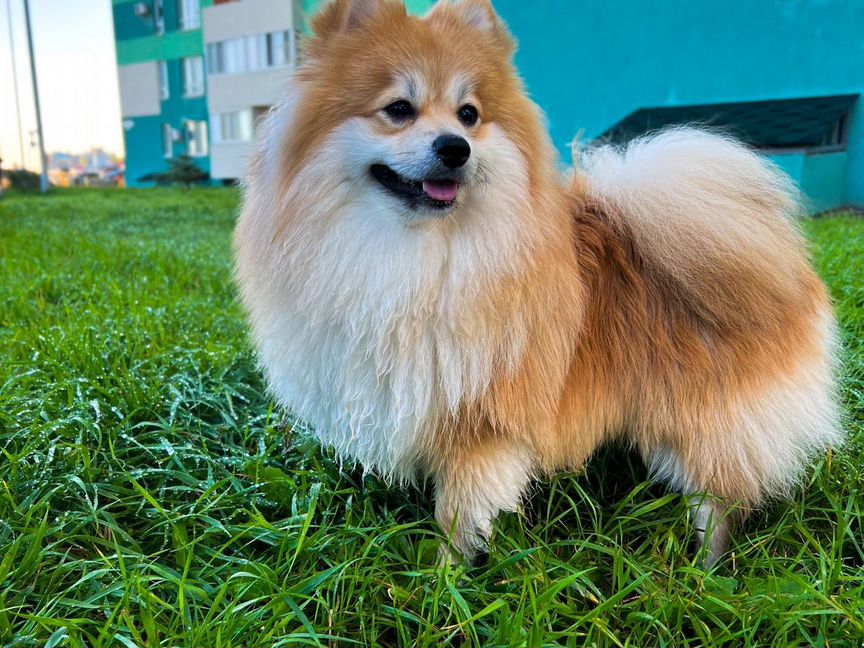 Немецкий шпиц вязка