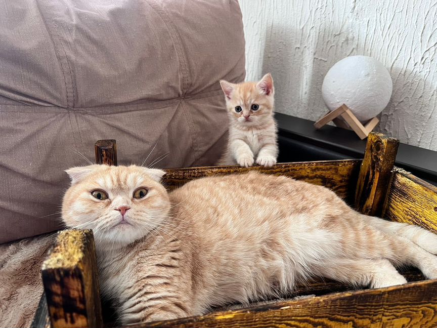Шотландские котята