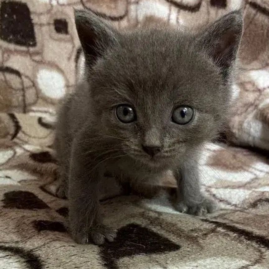 Сибирский котёнок