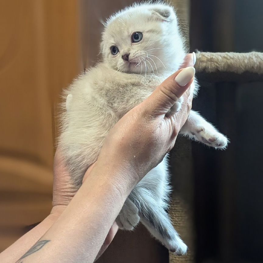 Шотландский вислоухий короткошёрстный котёнок