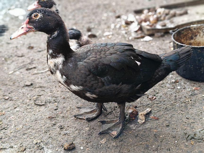 Индоутка - мускусная утка