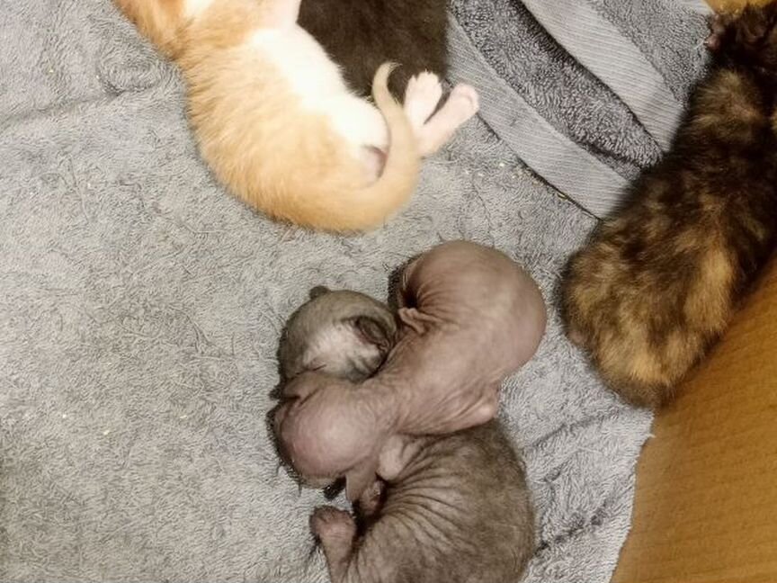 Котята канадского сфинкса